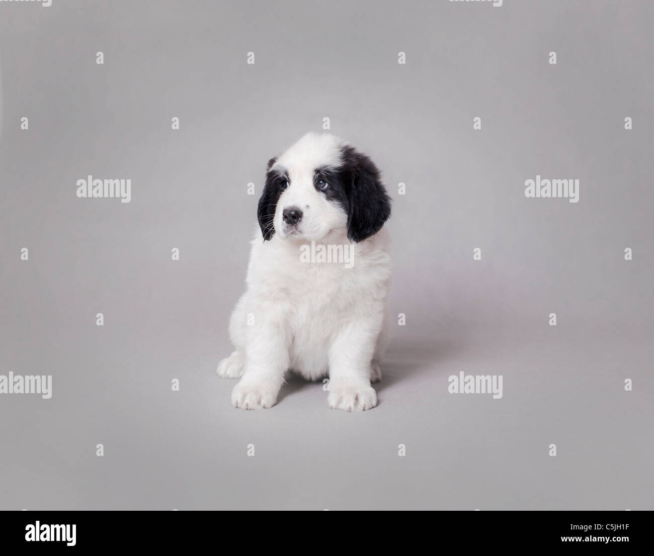 Little Landseer (newfoundland type) puppy portrait at grey background ...