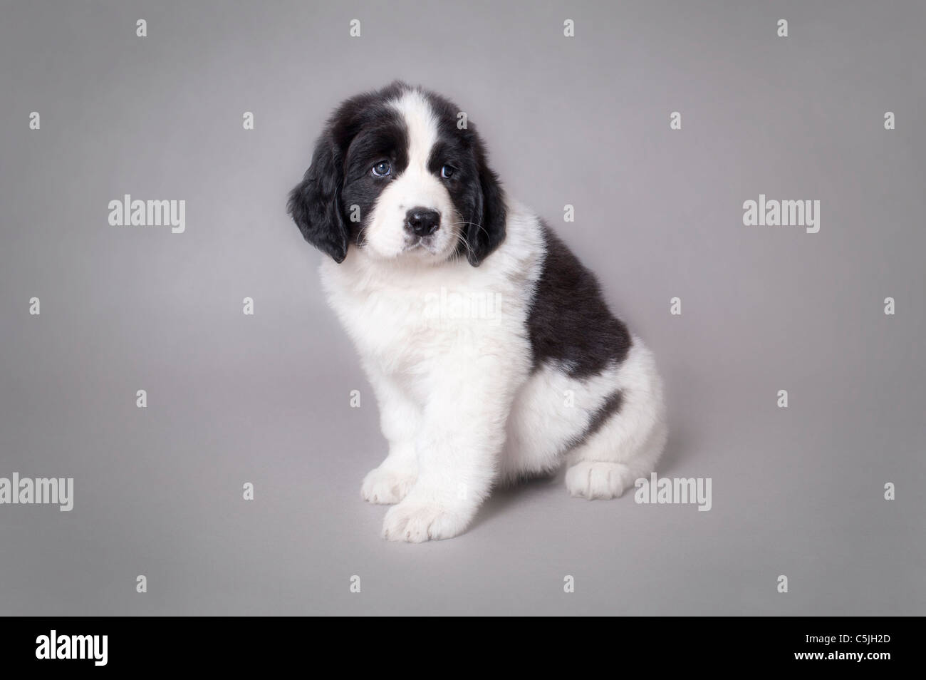 Little Landseer (newfoundland type) puppy portrait at grey background ...