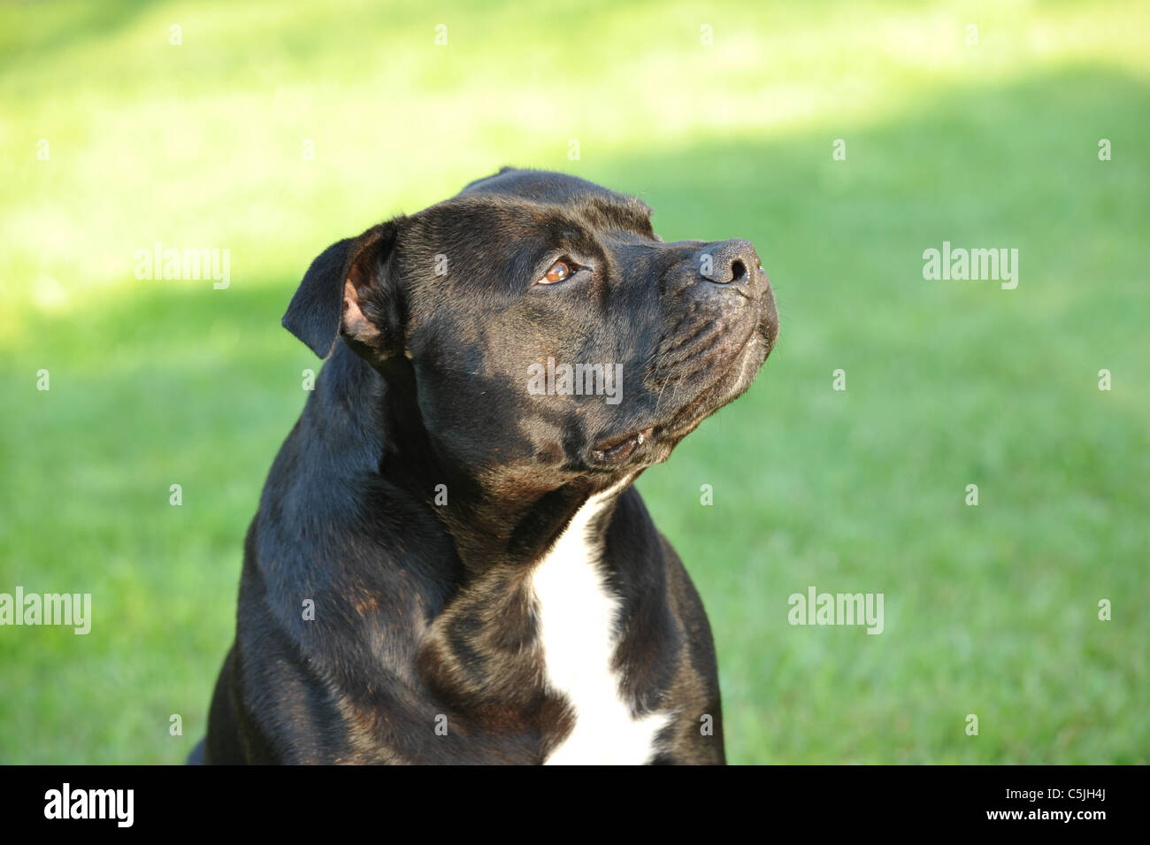American Staffordshire Terrier portrait Stock Photo - Alamy