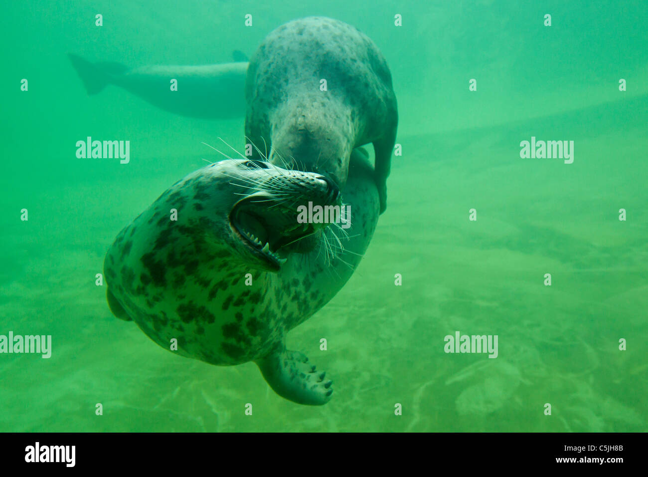 Two Grey seals / Gray seals (Halichoerus grypus) playing underwater ...