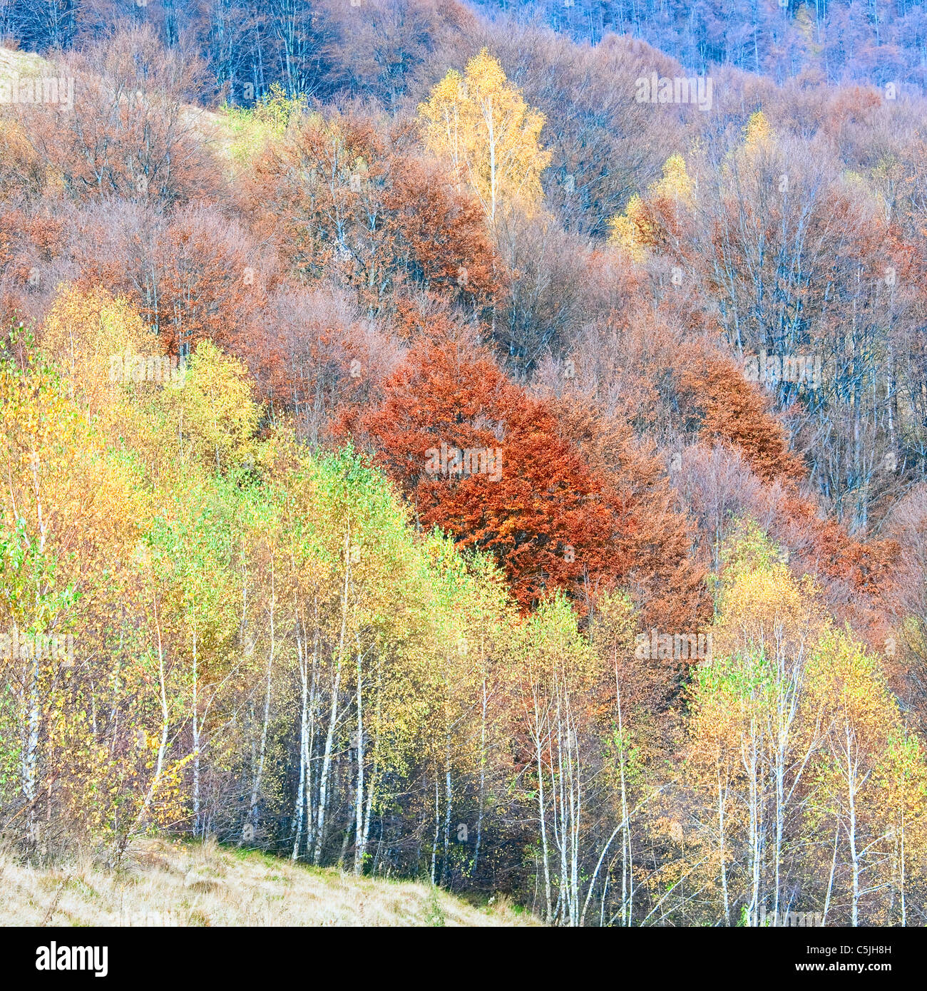 Sunny autumn mountain forest (on mountainside Stock Photo - Alamy