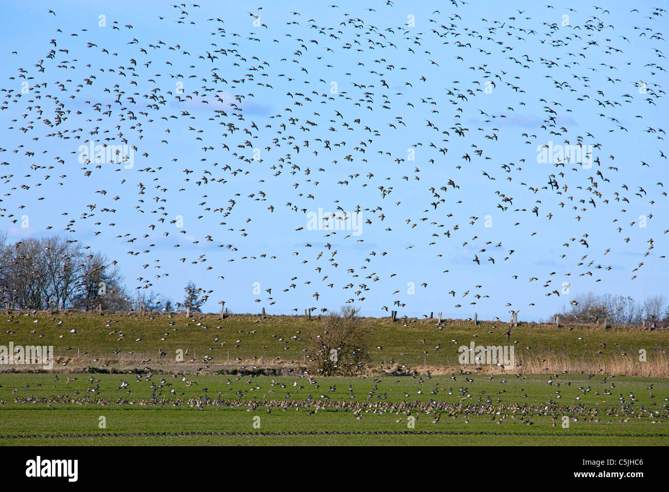 Eurasian Golden Plover (Pluvialis apricaria) flock in flight over field ...