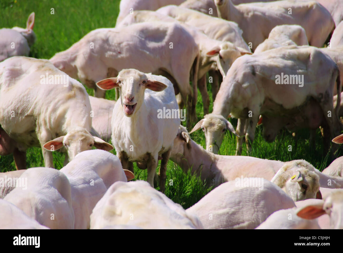 Schaf sheep hi-res stock photography and images - Alamy