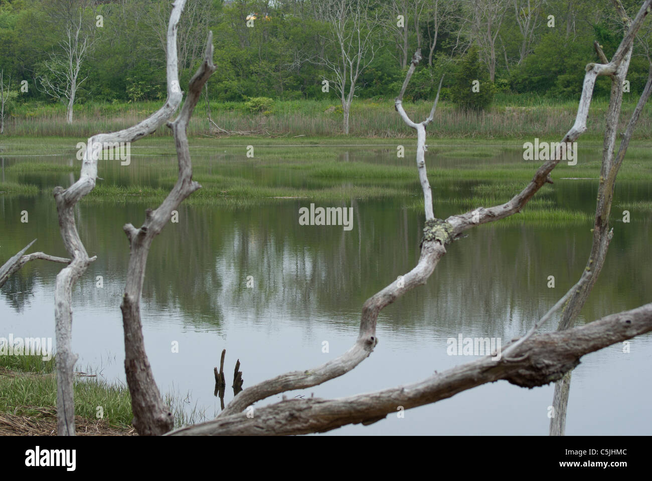 A calm marsh with bare trees in the spring Stock Photo - Alamy