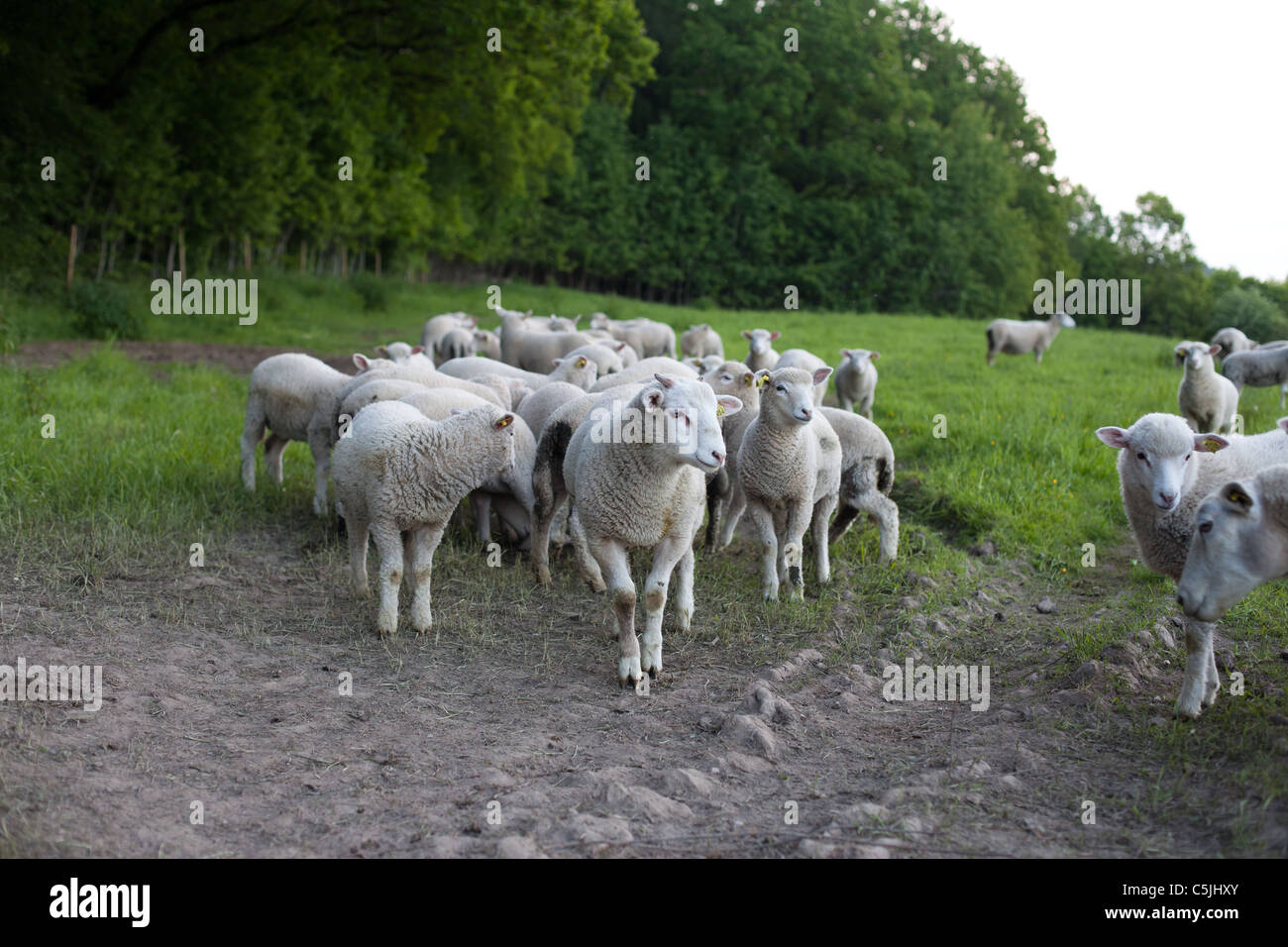 A group of sheep on a field on a farm Stock Photo - Alamy