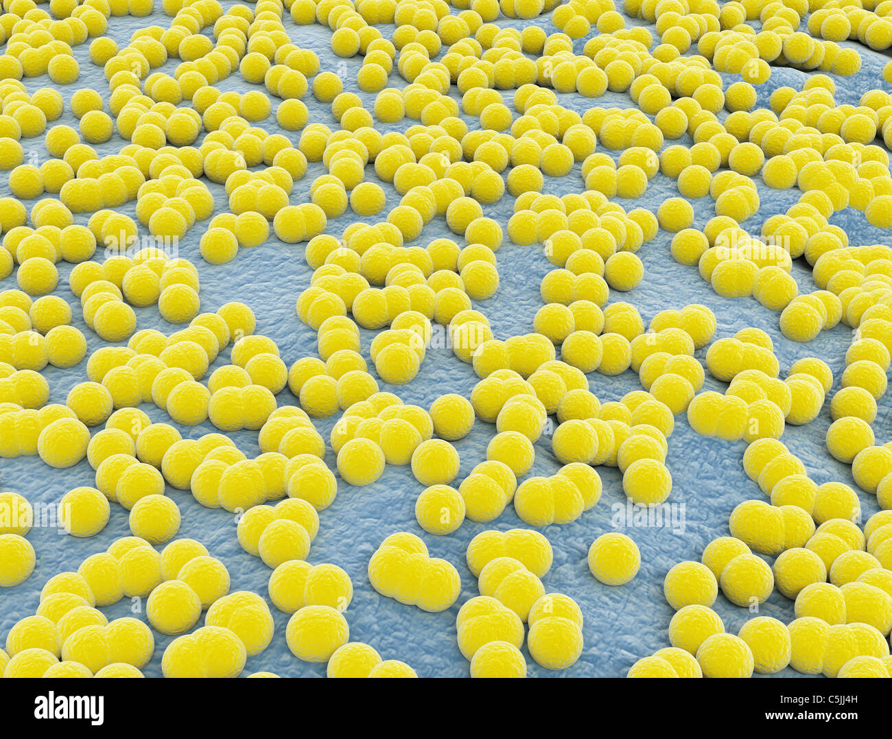 bacteria infection 3d render Stock Photo - Alamy