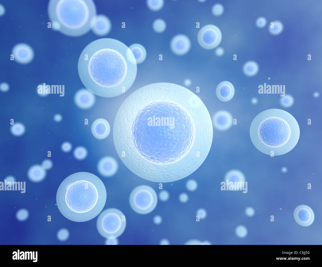 human cells embryo nucleus Stock Photo - Alamy
