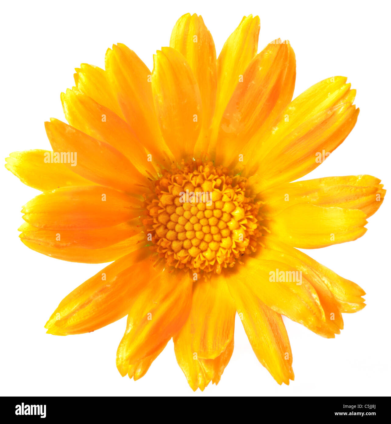 Calendula flower isolated on a white background Stock Photo - Alamy