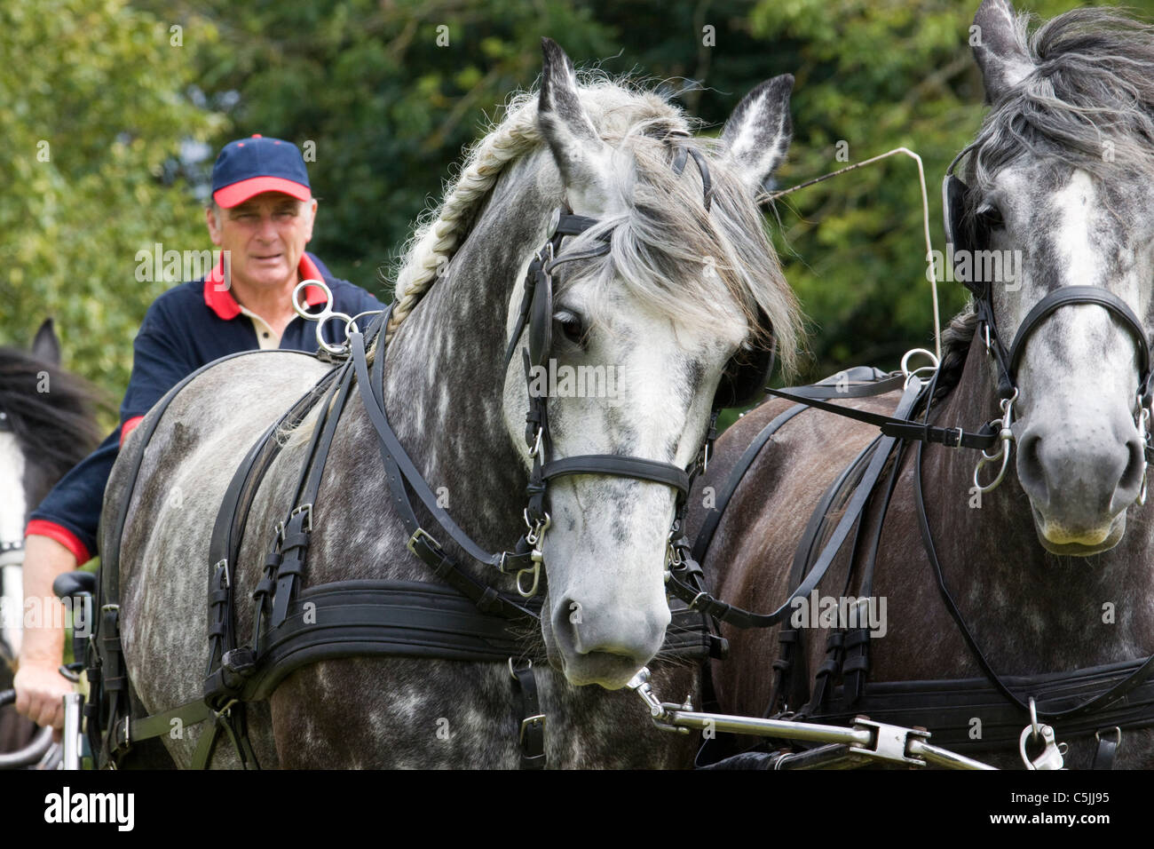 Percheron breed of draft horses that originated in the Perche valley in northern France ...