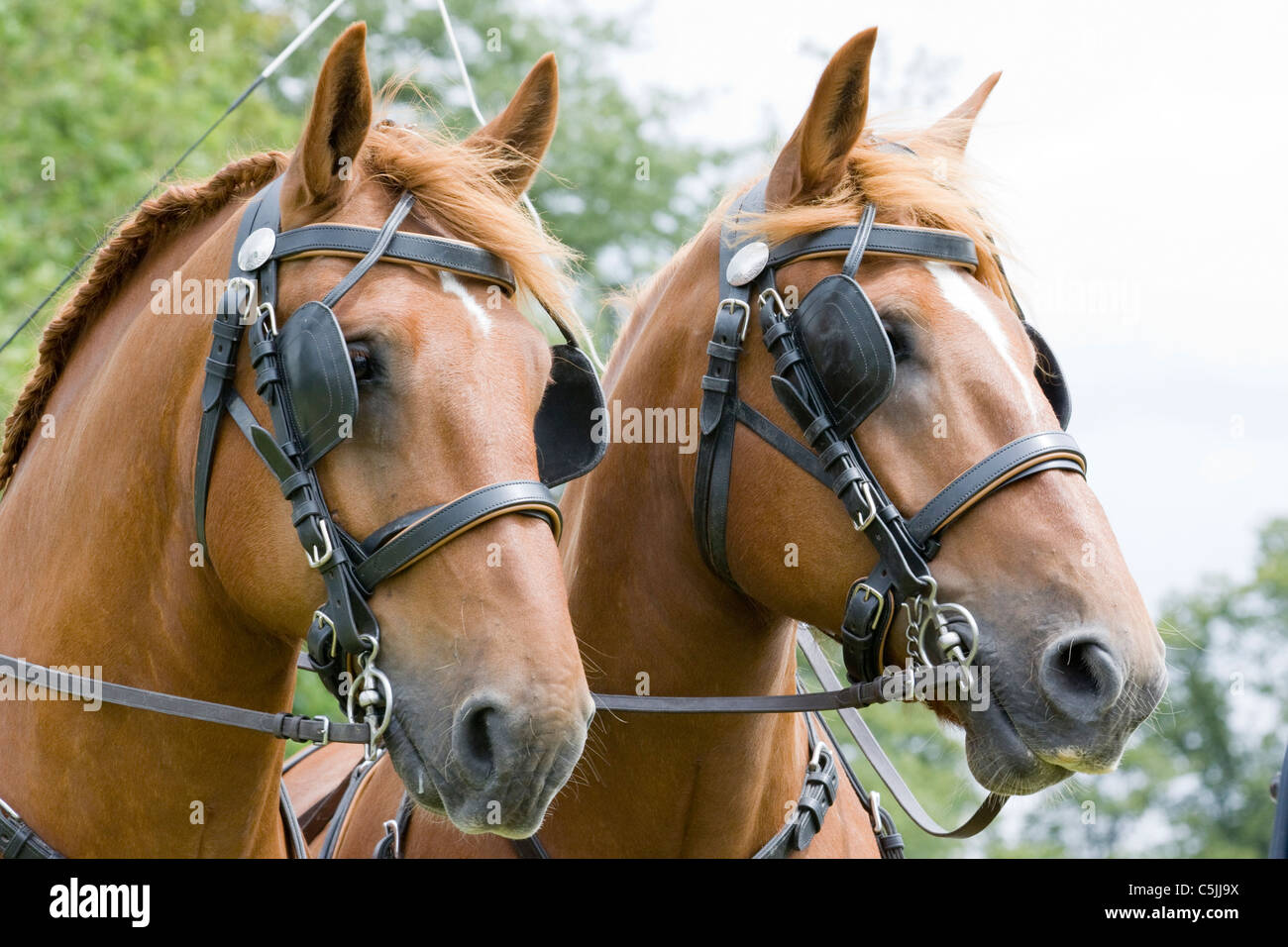 Percheron breed of draft horses that originated in the Perche valley in ...