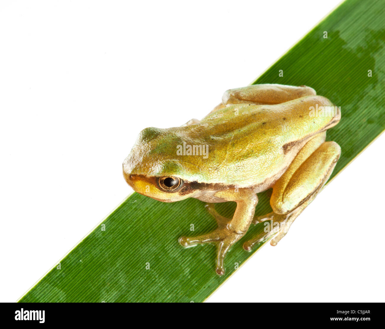 Isolated tree frog hi-res stock photography and images - Alamy