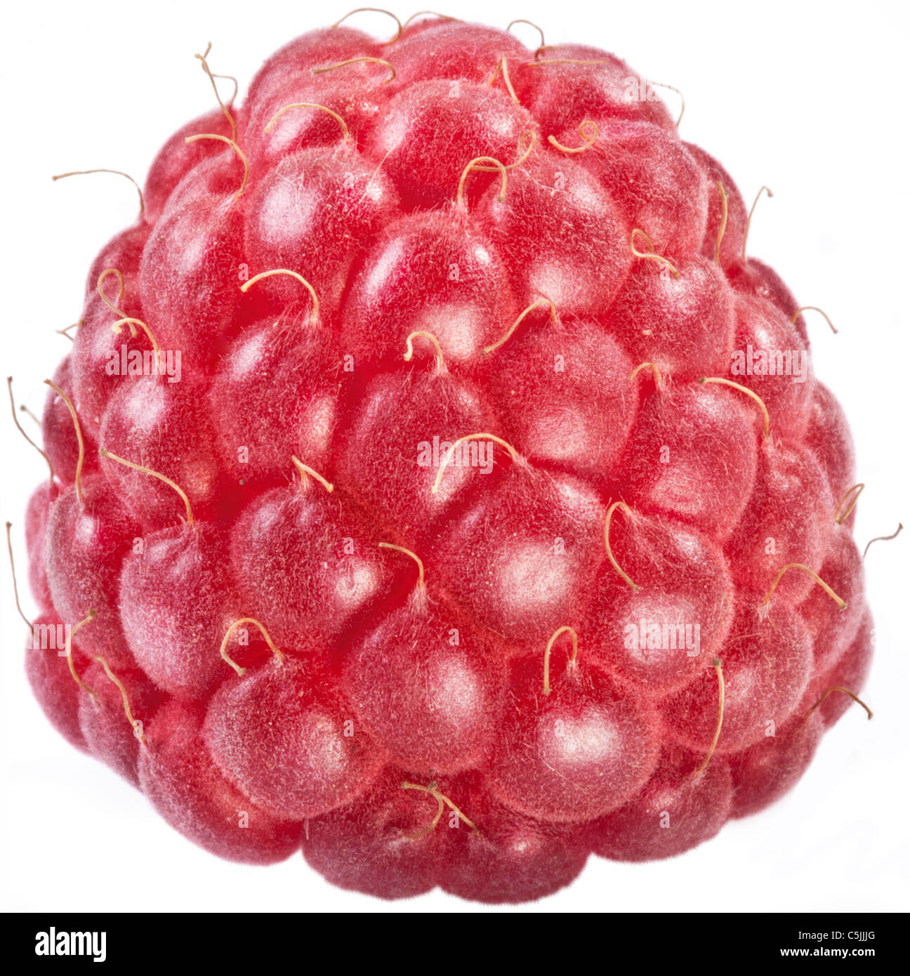 One perfect raspberry isolated on a white background Stock Photo - Alamy