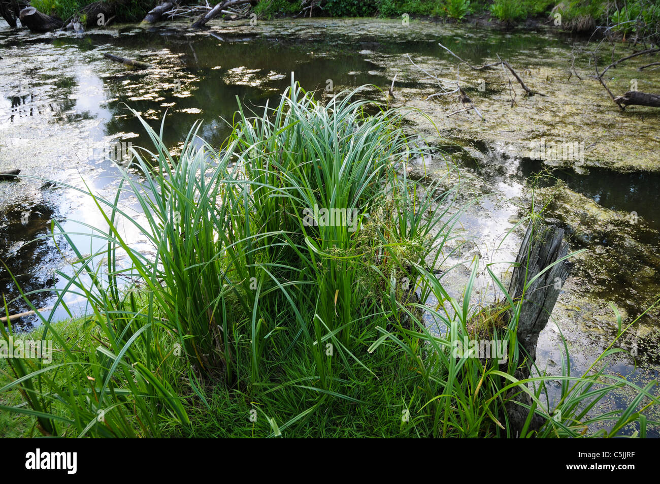 Riverside weeds hi-res stock photography and images - Alamy