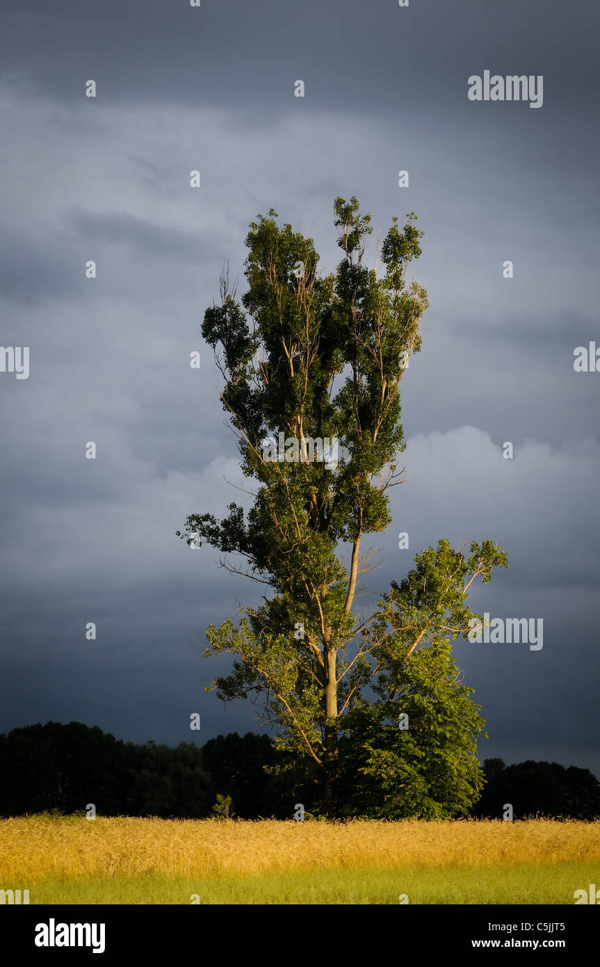 Huge old poplar tree hi-res stock photography and images - Alamy
