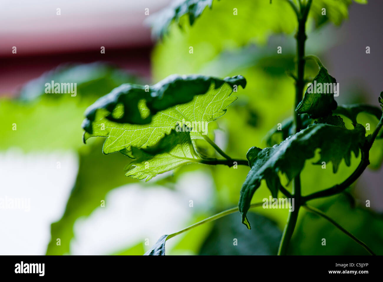 Shiso plant hi-res stock photography and images - Alamy