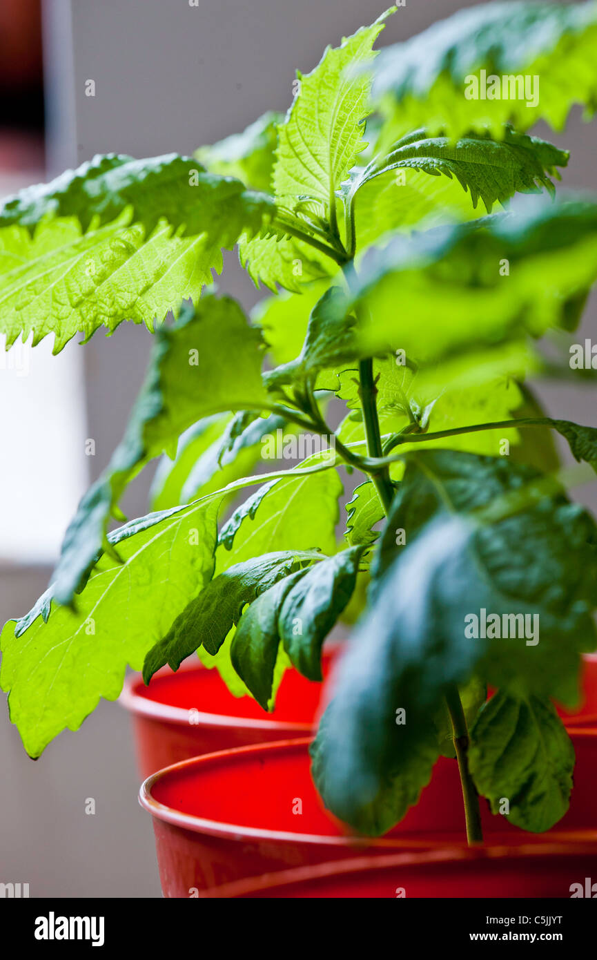 Shiso plant grown at home by window Stock Photo - Alamy