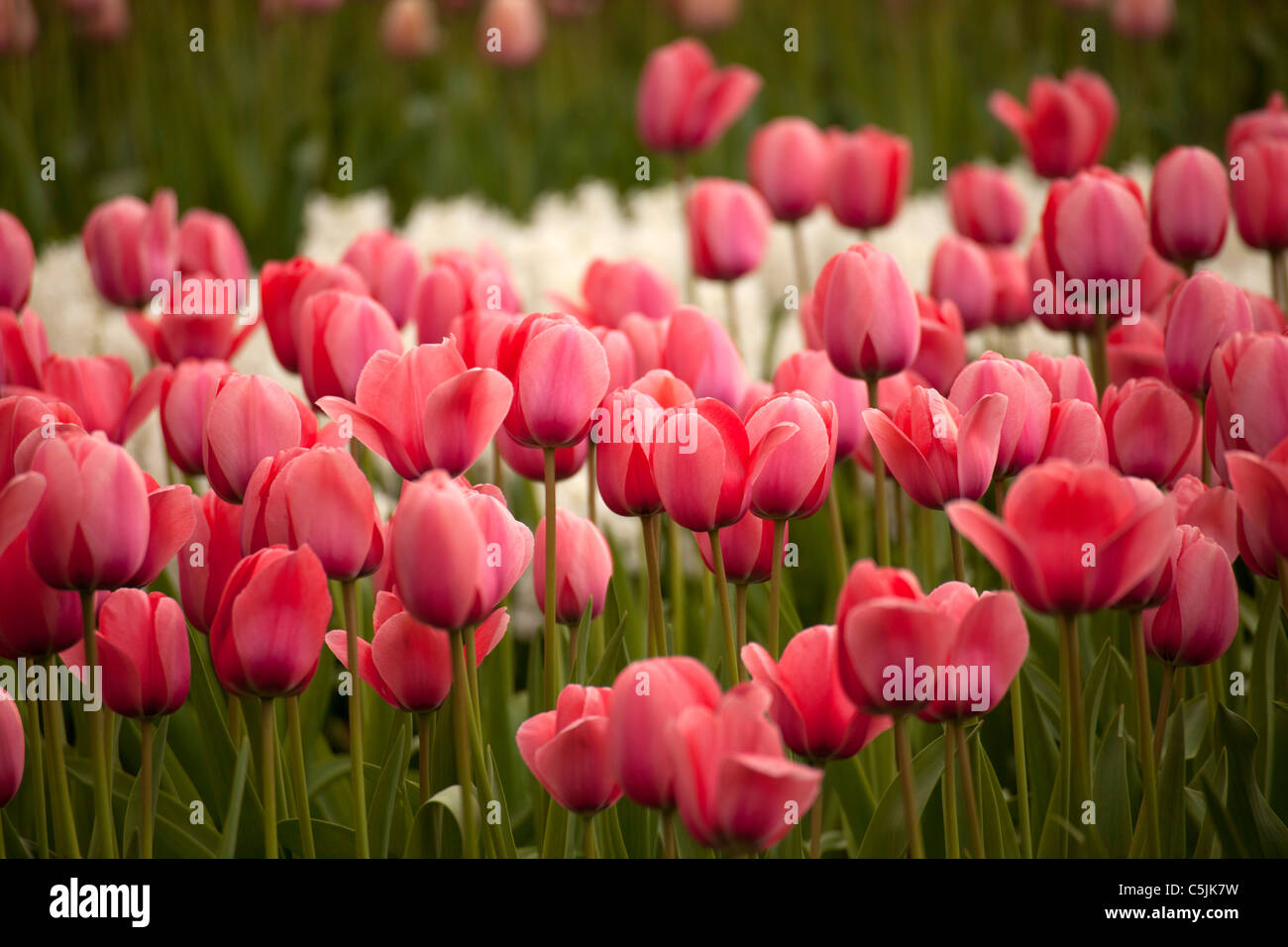 field with pink Tulips (Tulipa), Keukenhof, Netherlands, Europe Stock ...