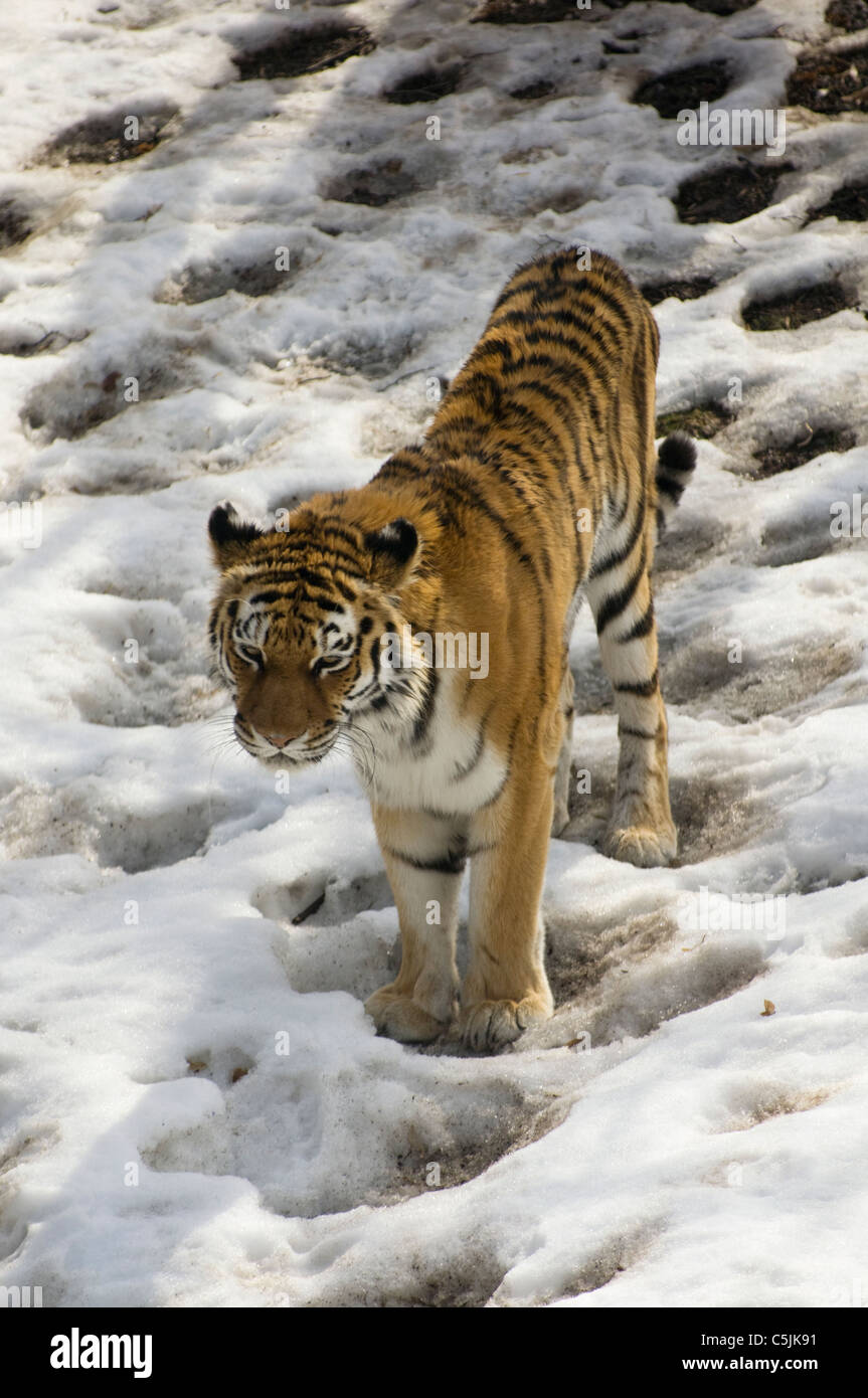 amur also known as siberian tiger looking across snowy field on all ...