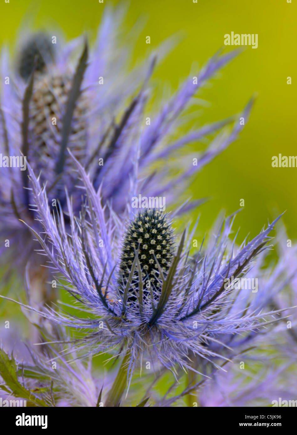 Desert thistle hi-res stock photography and images - Alamy