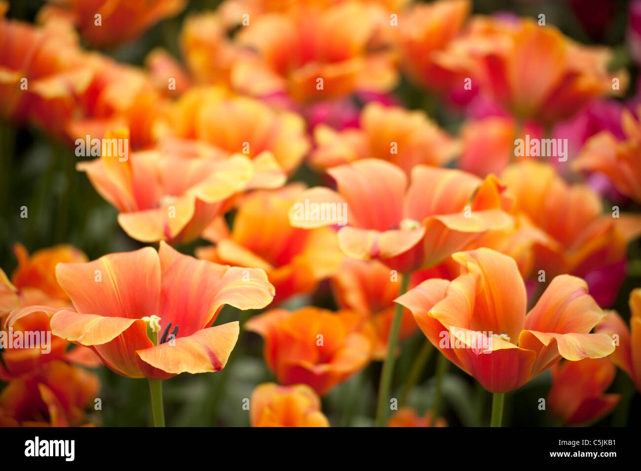 field with orange Tulips (Tulipa), Keukenhof, Netherlands, Europe Stock ...