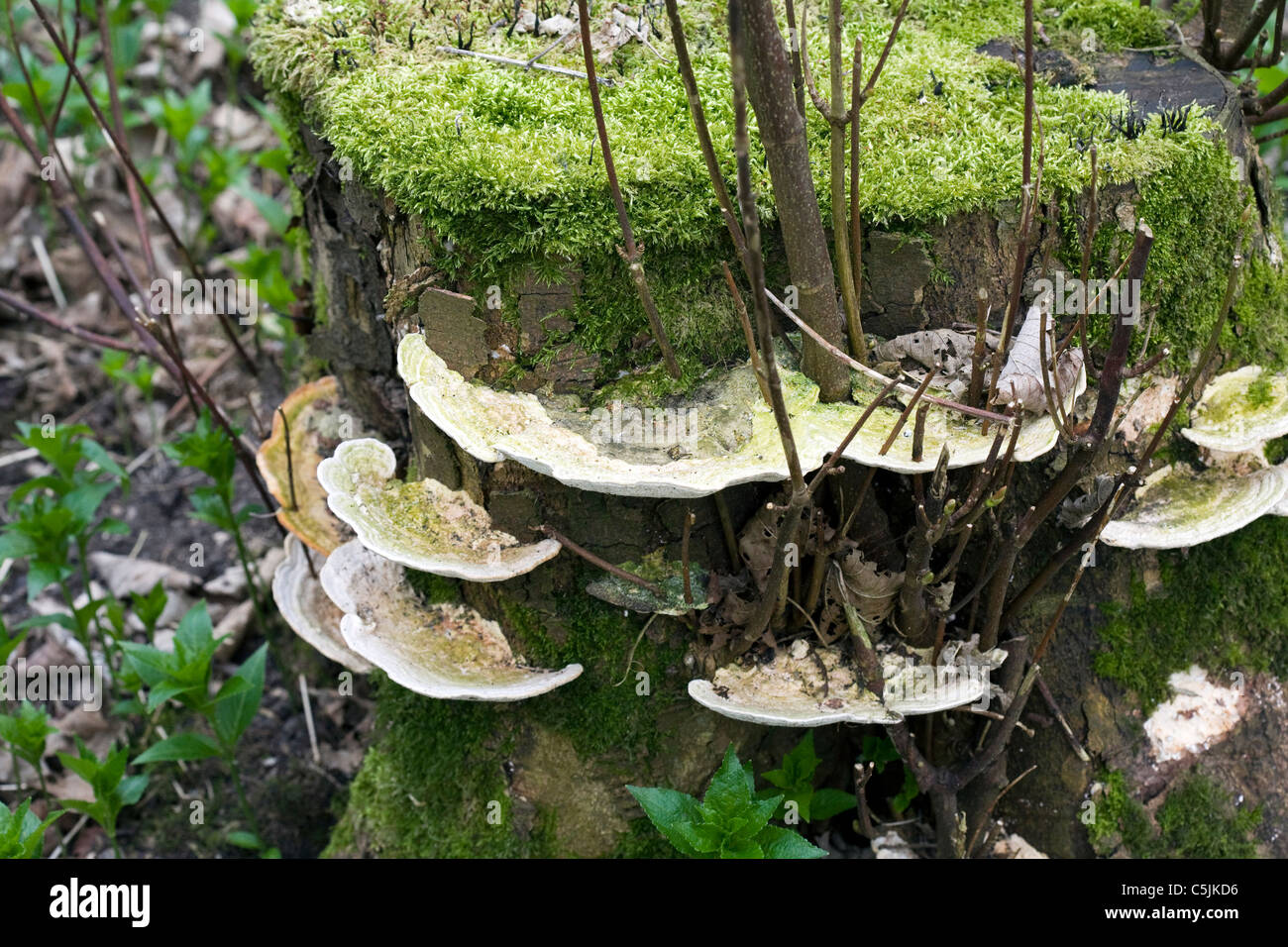 Bracket Fungi on a tree stump Lathkill Dale Derbyshire England Stock ...