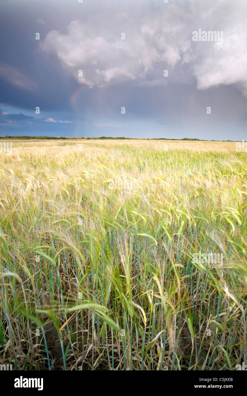 A dramatic summer storm over a Barley field at Horsey on the Norfolk ...