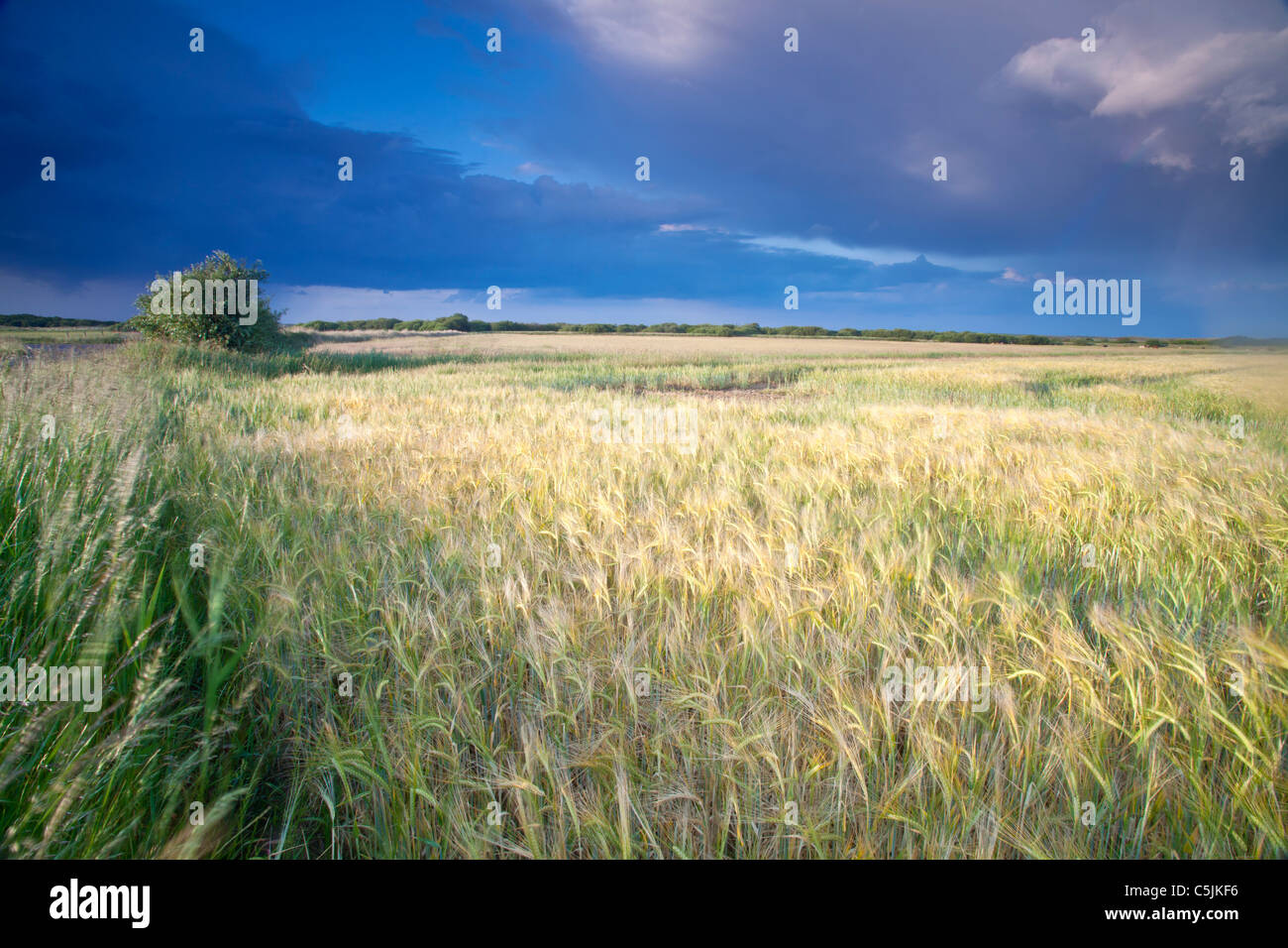 A dramatic summer storm over a Barley field at Horsey on the Norfolk ...