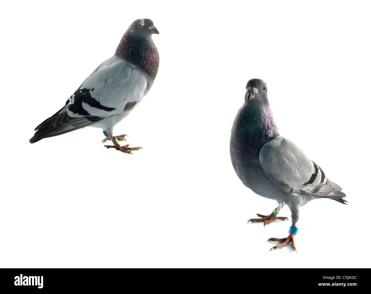 two pigeons isolated on white background Stock Photo - Alamy