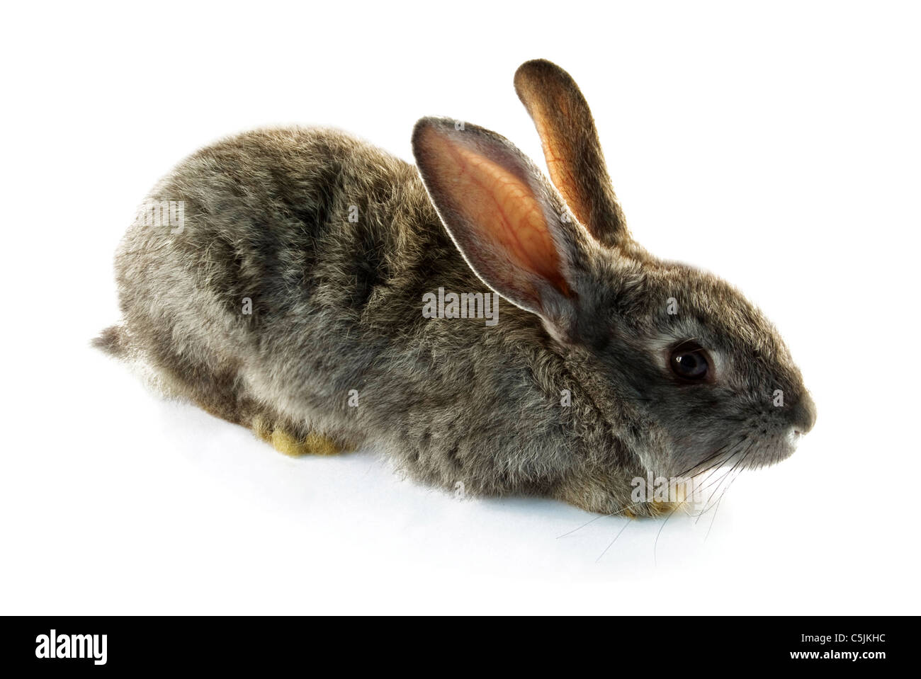 rabbit is isolated on white Stock Photo - Alamy