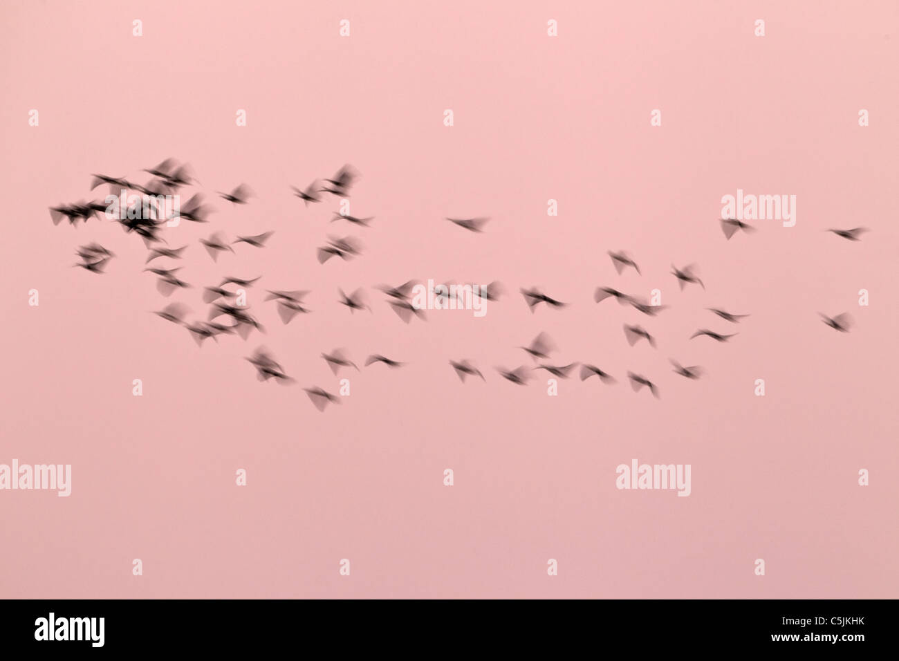 Geese Flying To Roost High Resolution Stock Photography and Images - Alamy