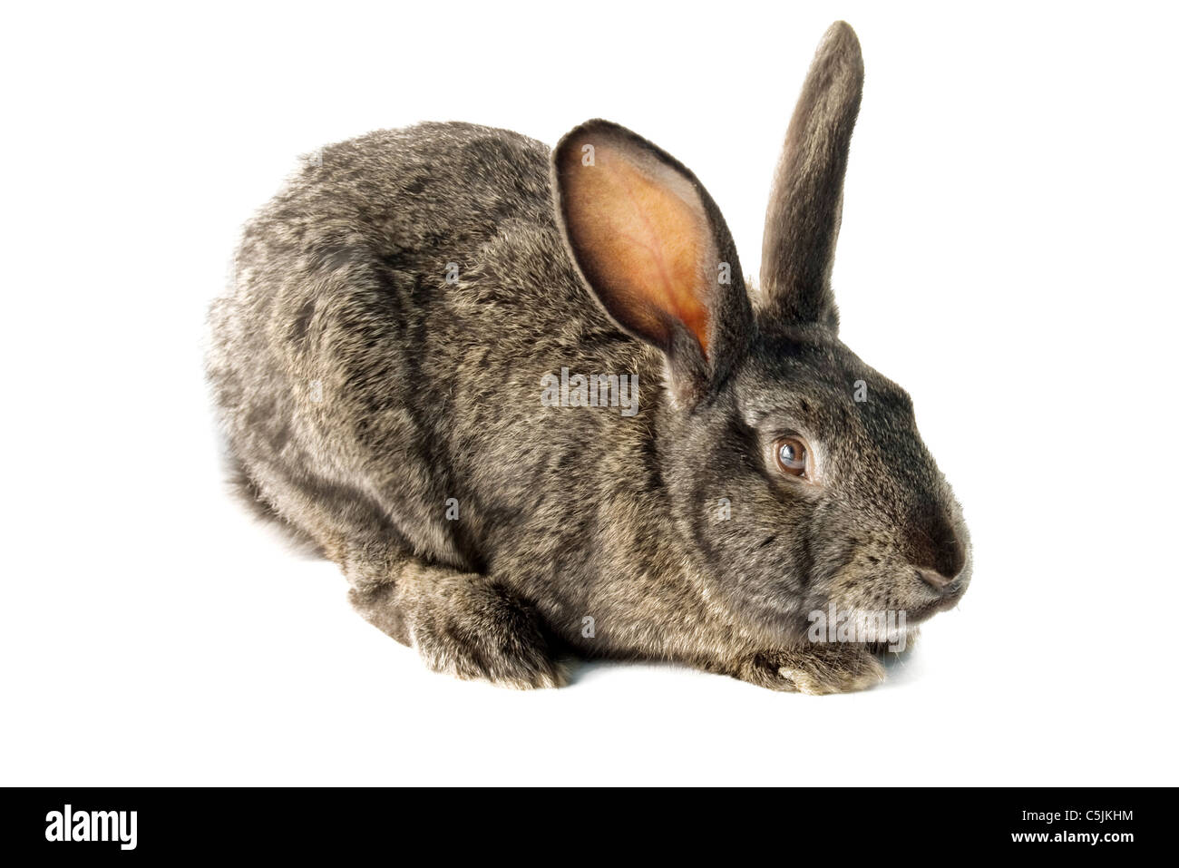 rabbit is isolated on white Stock Photo - Alamy