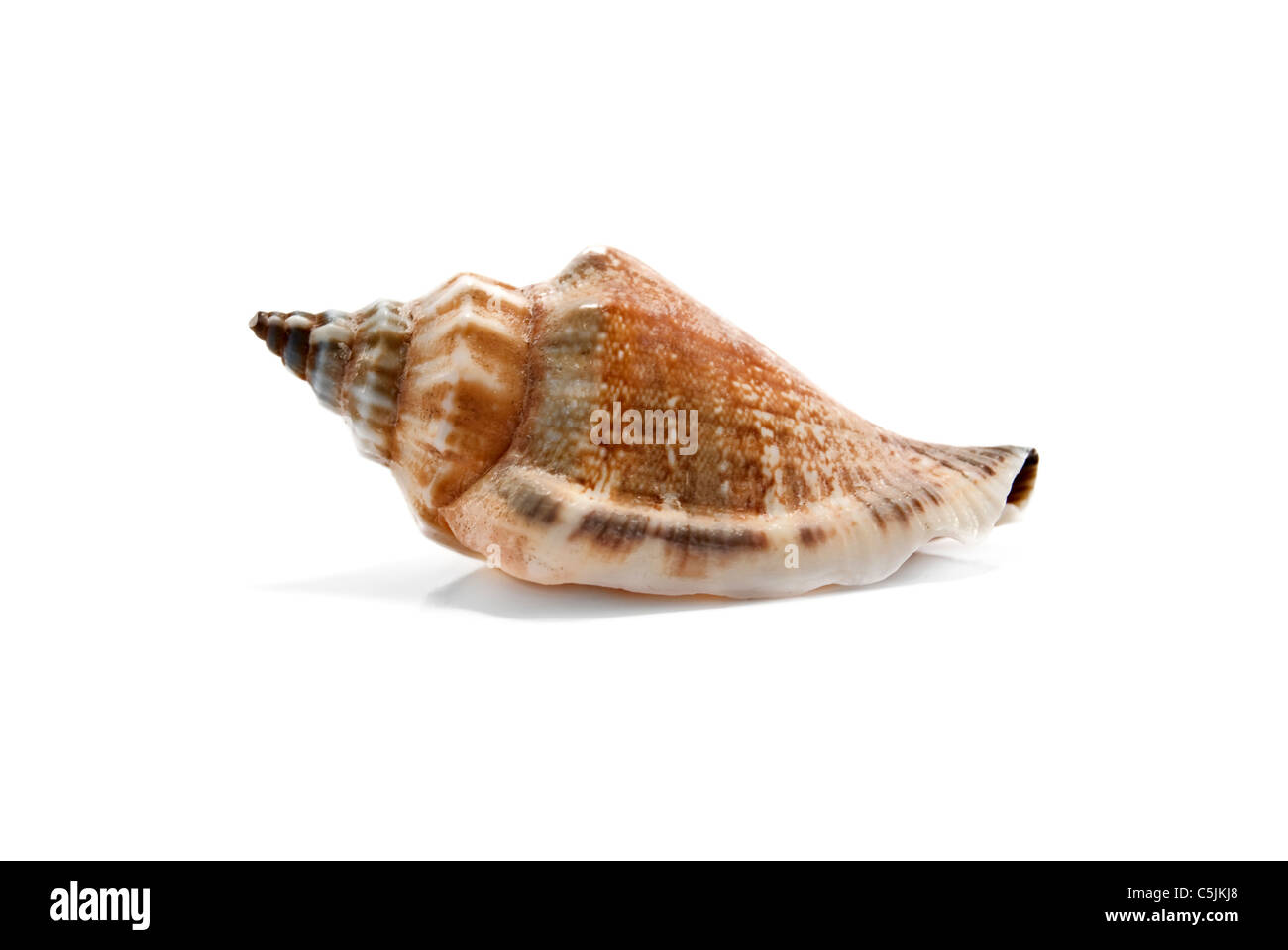 Souvenir shells hi-res stock photography and images - Alamy