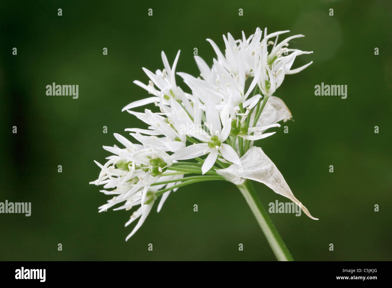 Ramsons plant hi-res stock photography and images - Alamy