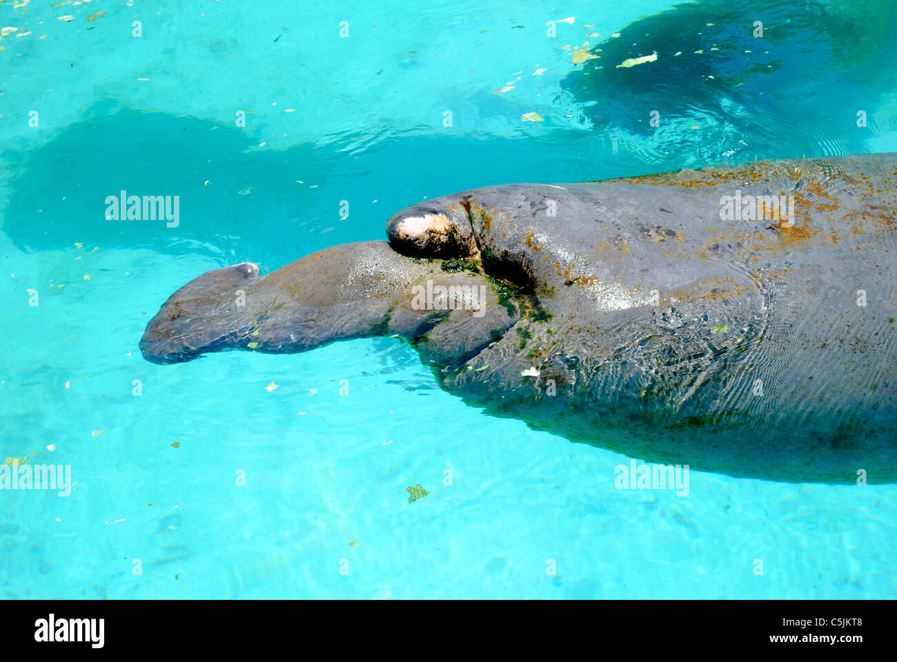 Injured manatee (Trichechus manatus latirostris Stock Photo - Alamy