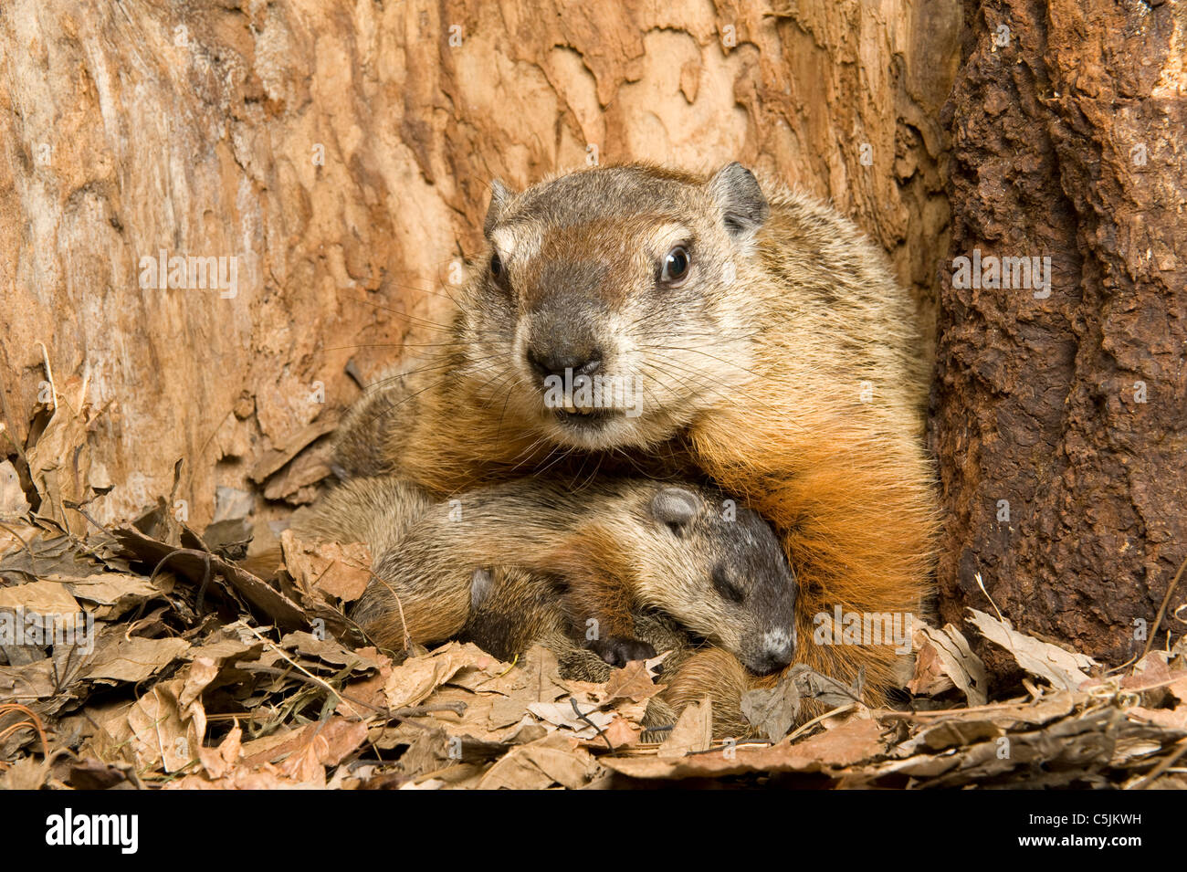Baby Woodchuck High Resolution Stock Photography and Images - Alamy