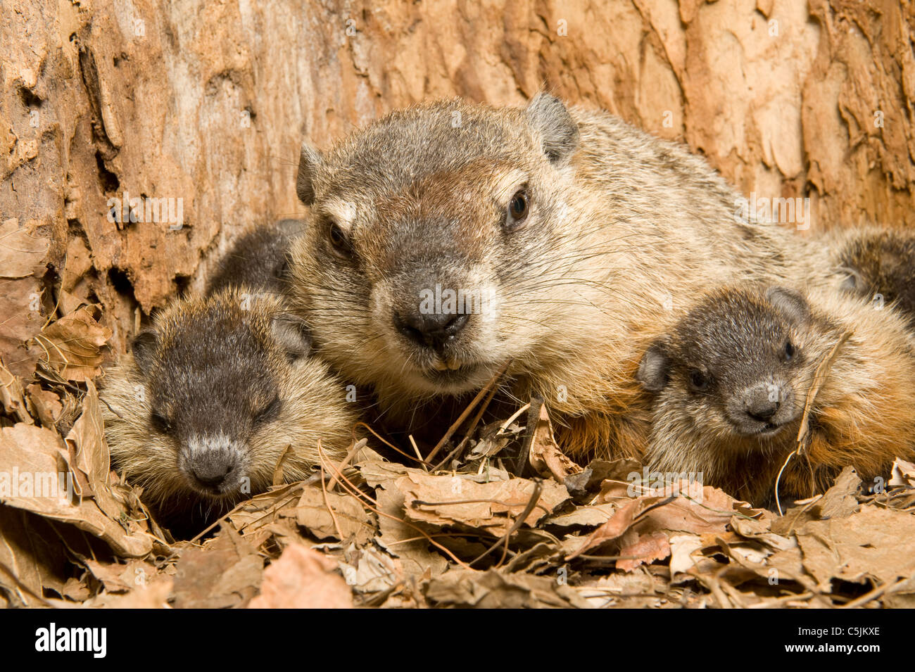 Young Mother Cuddling Baby Hi Res Stock Photography And Images Alamy