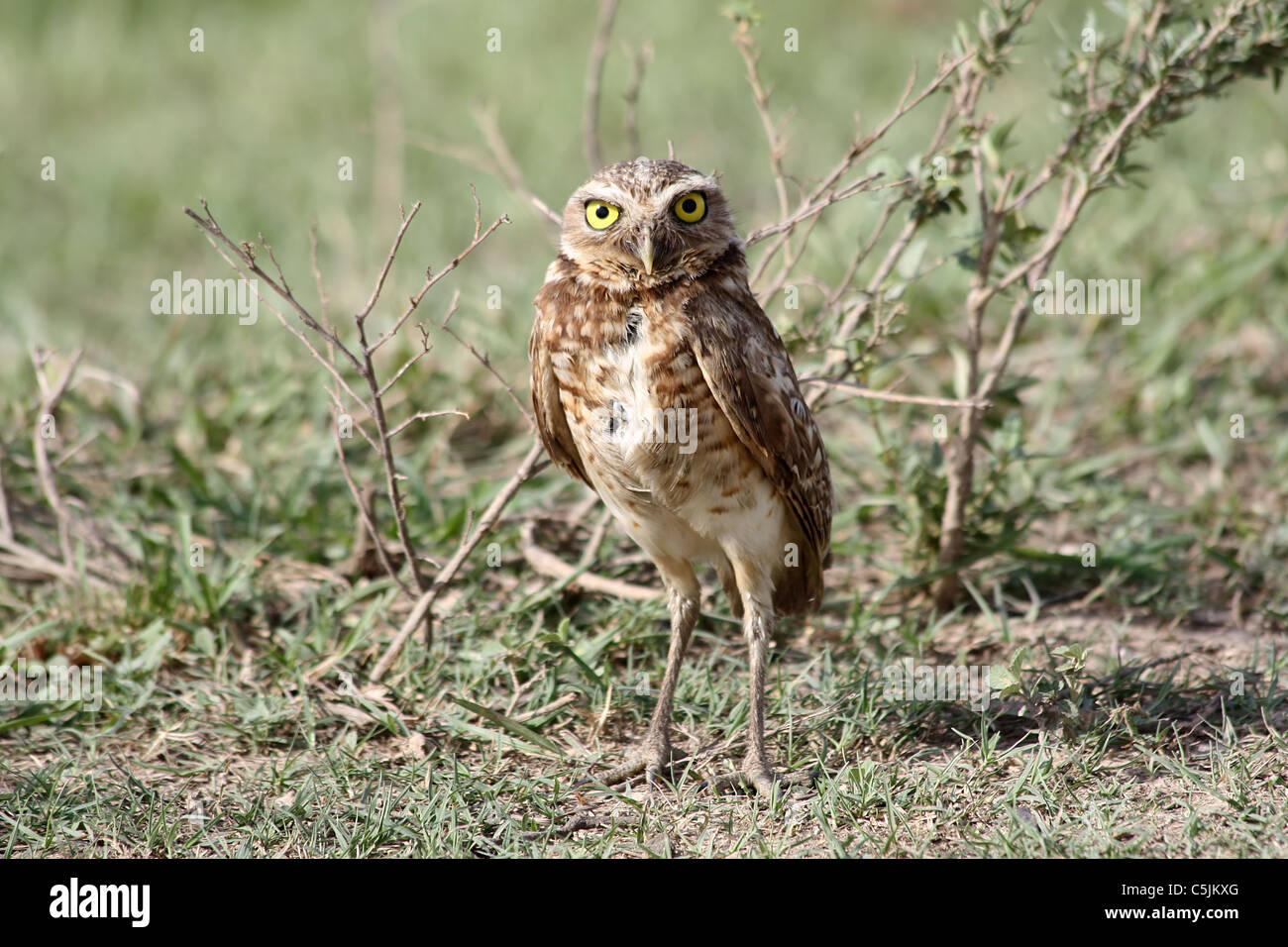 Owl in grass hi-res stock photography and images - Alamy