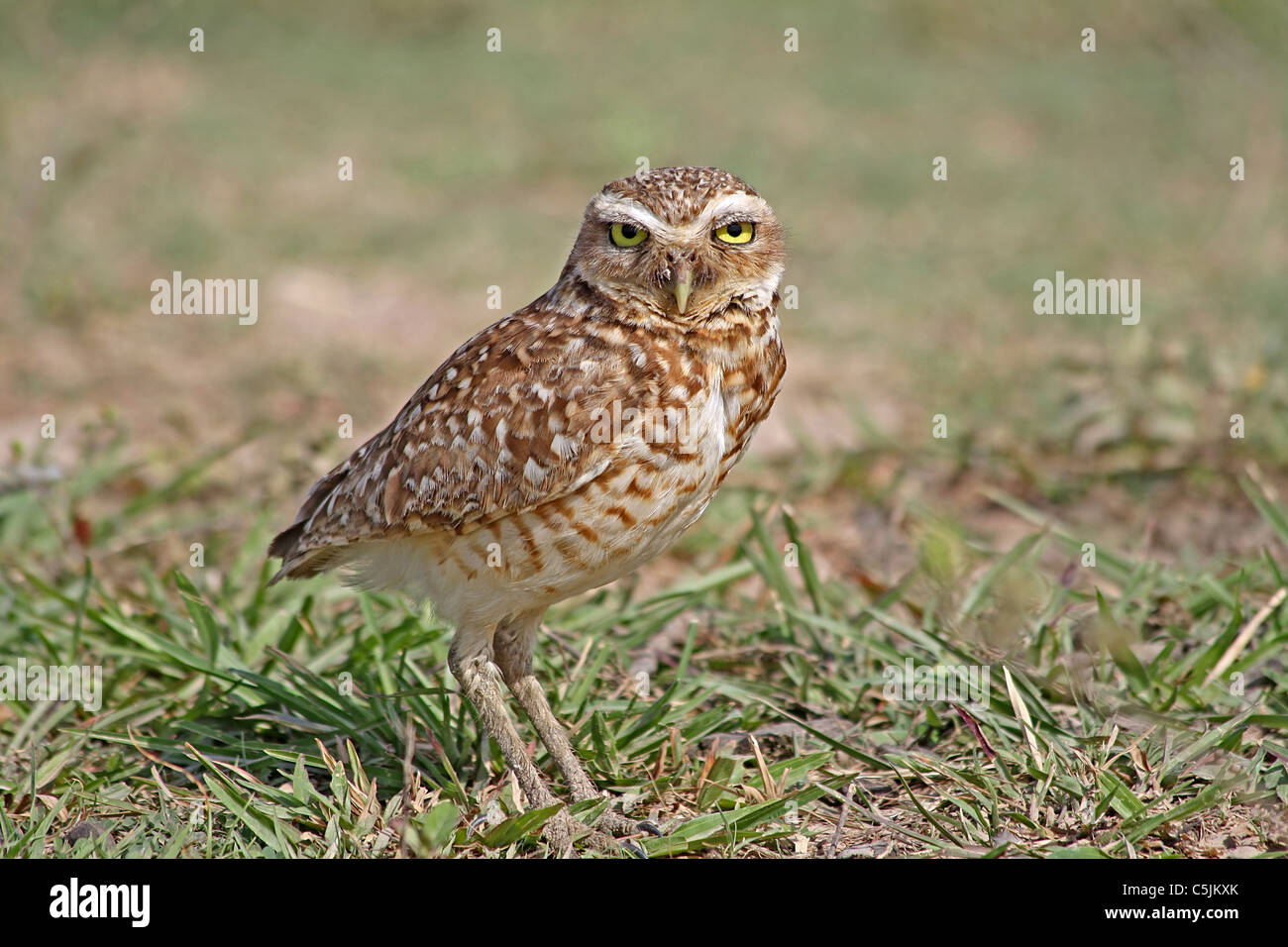Burrowing owl standing in burrow hi-res stock photography and images ...