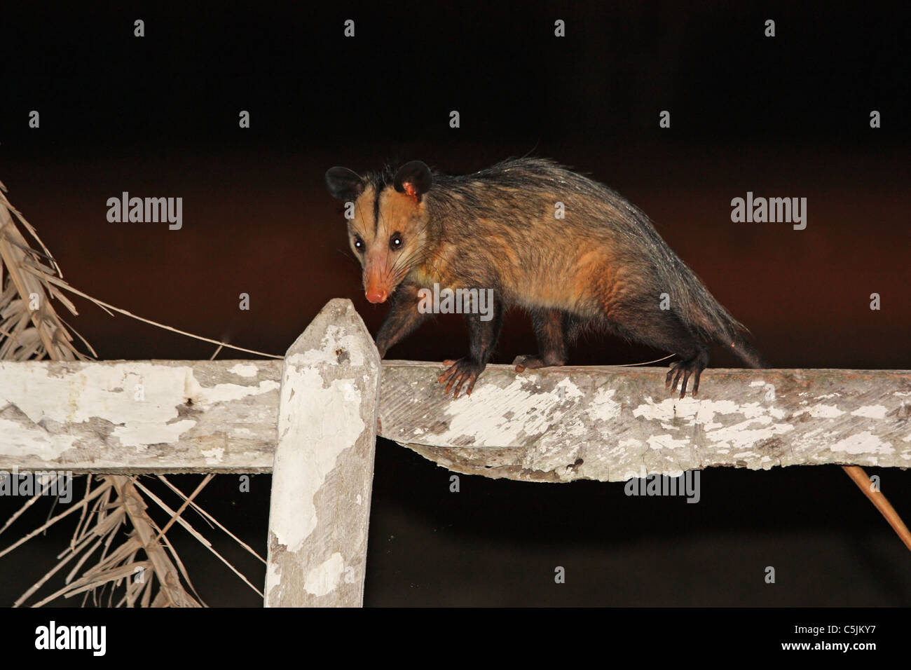 Opossum hi-res stock photography and images - Alamy