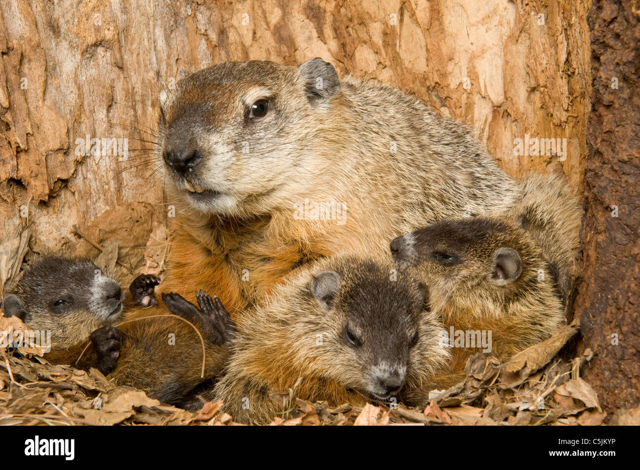 Woodchuck Burrow High Resolution Stock Photography and Images - Alamy