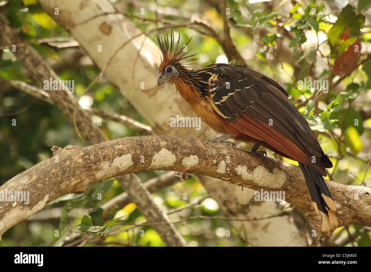Hoatzin bird hi-res stock photography and images - Alamy