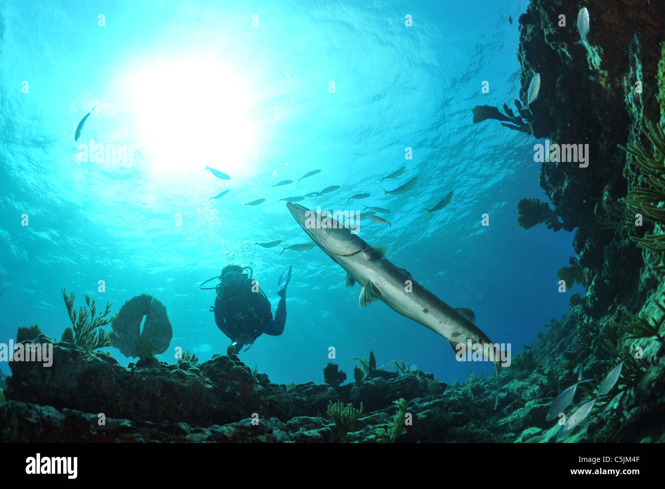 Barracuda swimming hi-res stock photography and images - Alamy