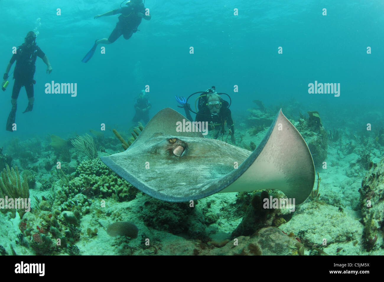 Close up stingray hi-res stock photography and images - Alamy