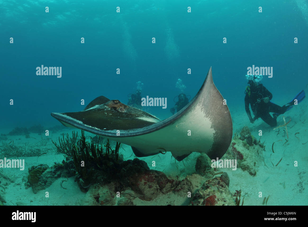 Close up stingray hi-res stock photography and images - Alamy