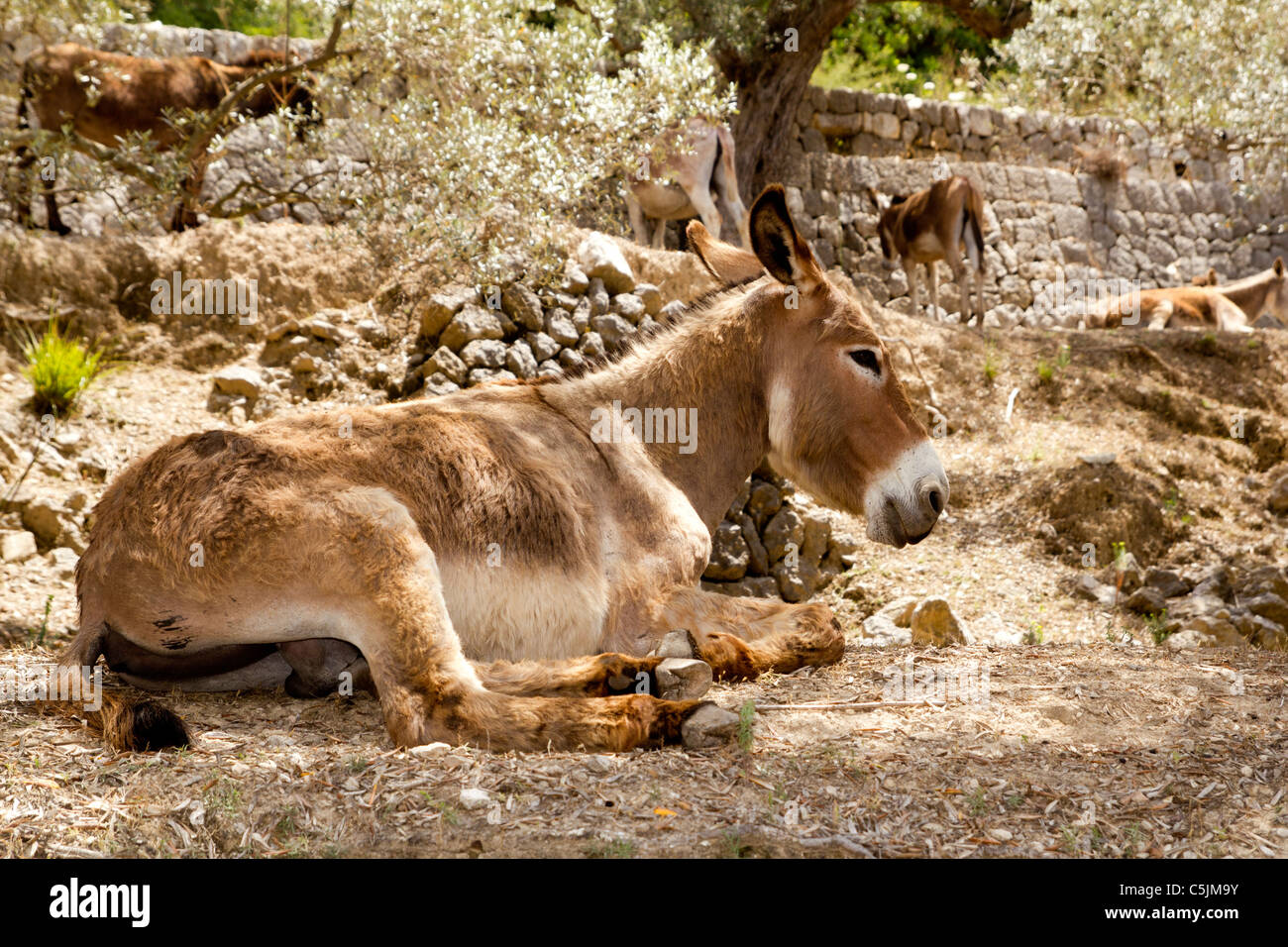 Donkey mule sitting in Mediterranean olive tree shade in Mallorca ...