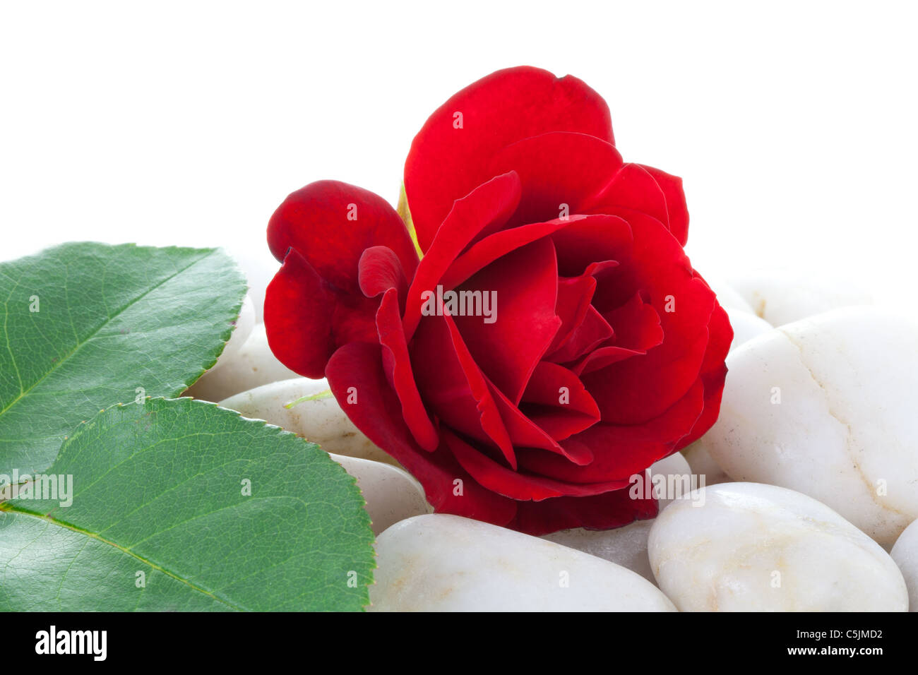 Red Rose on Pebbles Stock Photo - Alamy