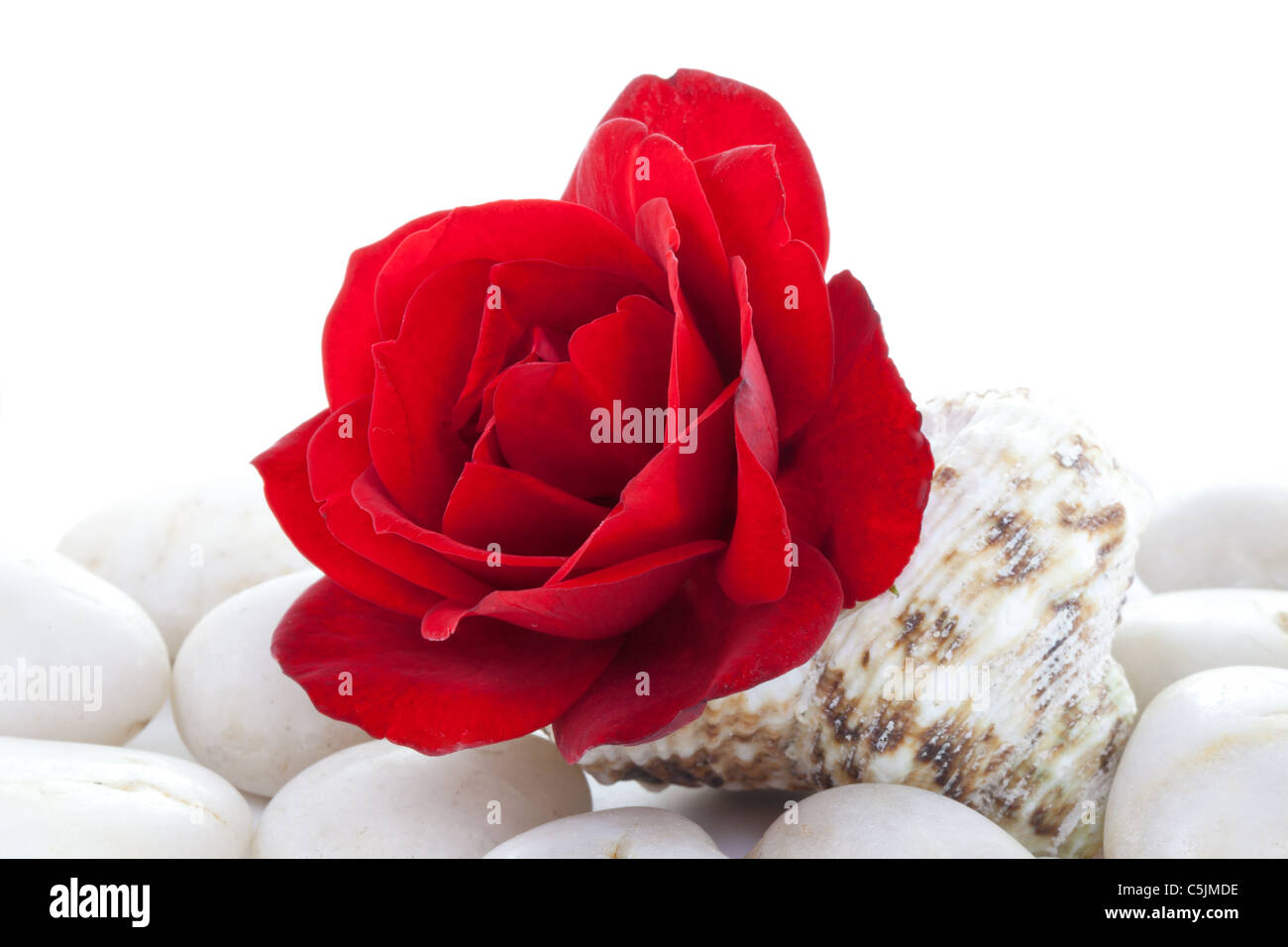Red Rose on Shell Stock Photo - Alamy