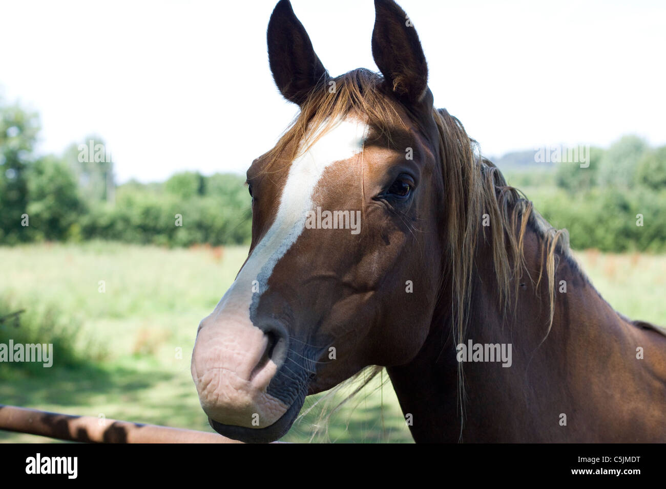 Chiseled bone structure hi-res stock photography and images - Alamy