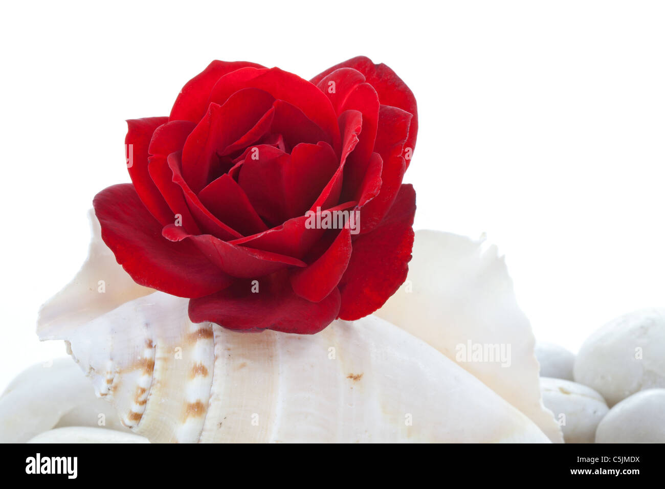 Seashell rose hi-res stock photography and images - Alamy