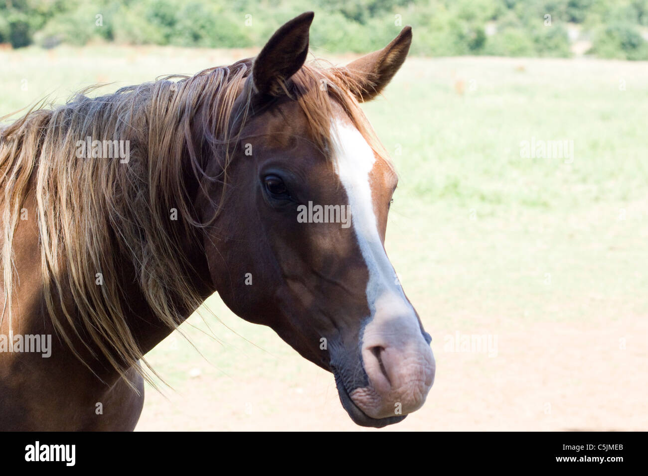 Chiseled bone structure hi-res stock photography and images - Alamy